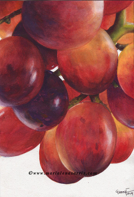 Botanical Illustrations – Marialena Sarris Μαριαλενα Σαρρη