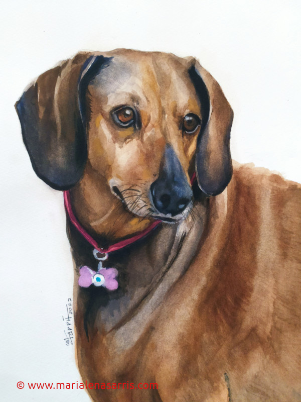 Pet Portraits – Marialena Sarris Μαριαλενα Σαρρη